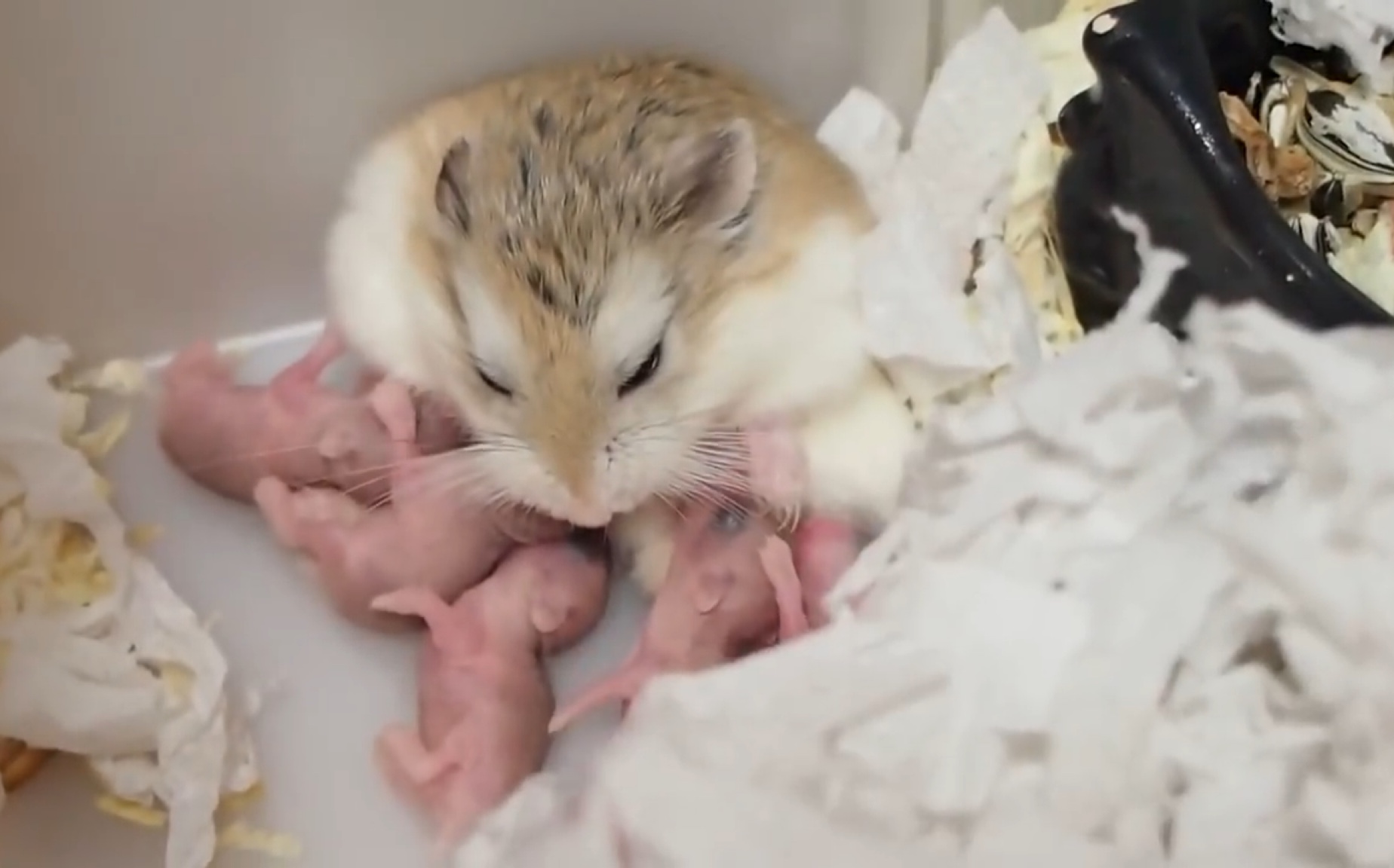 小仓鼠成长日记