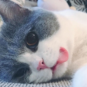 风穿林间 