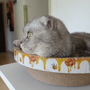 猎夜者与点点 
