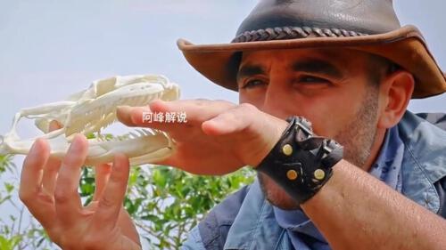 这是世界上最长最大的蛇,体长近10米,现在已成为珍贵的蛇皮标本