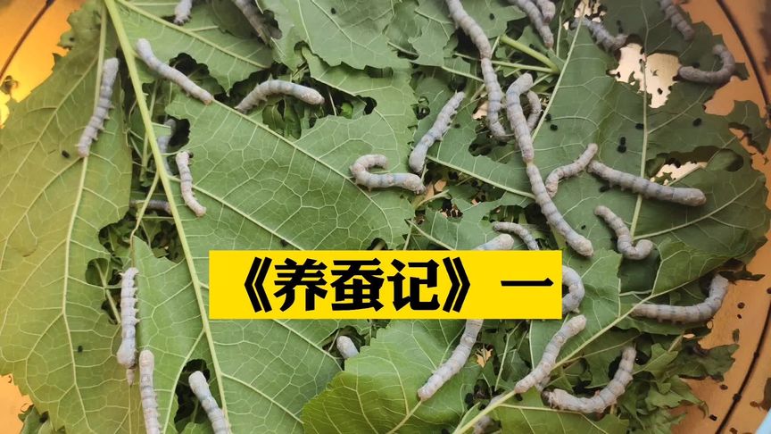 儿子养蚕,我当保姆。ߘ�,手机延时记录一下20多天的蚕宝宝#蚕