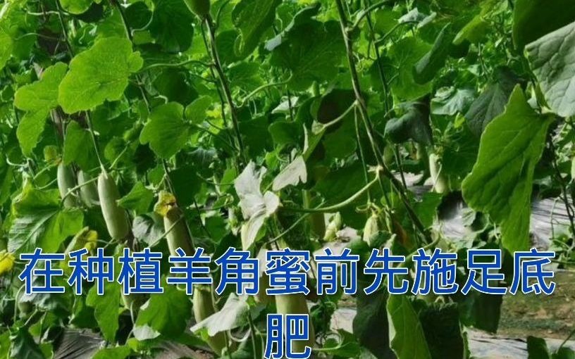 脆甜可口的羊角蜜是怎么种出来的?种植老师,送你一套管理方案!