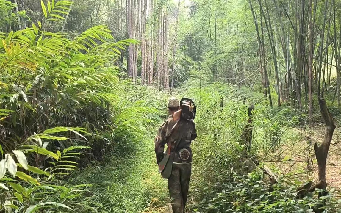带你去原始森林里砍巨龙竹。