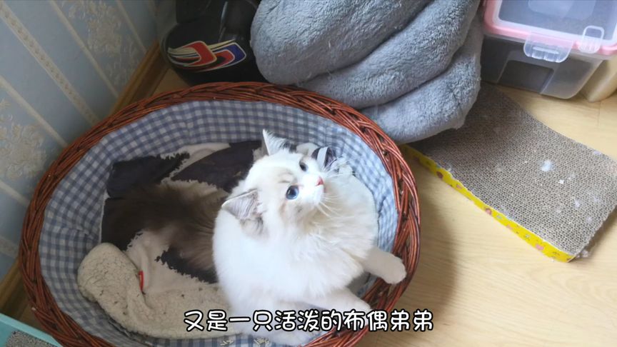 布偶猫大集合,个个都很美丽!