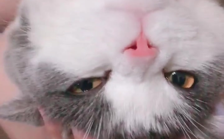 烟波迷离,抛个媚眼猫 wink 眨眼眨眼眨眼