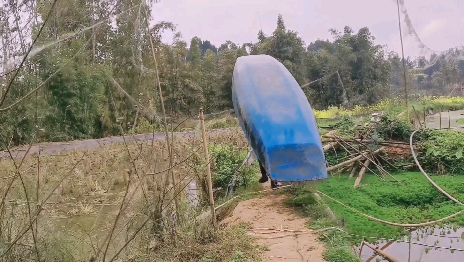 养殖小龙虾想要养得好,虾塘消毒很重要,用生石灰带水消毒还不错
