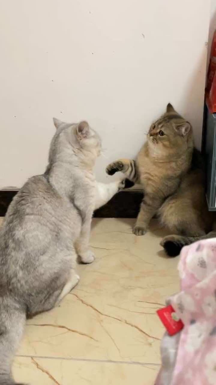 相互试探猫咪打架日常猫咪的迷惑行为 互相伤害多猫家庭猫咪能有...