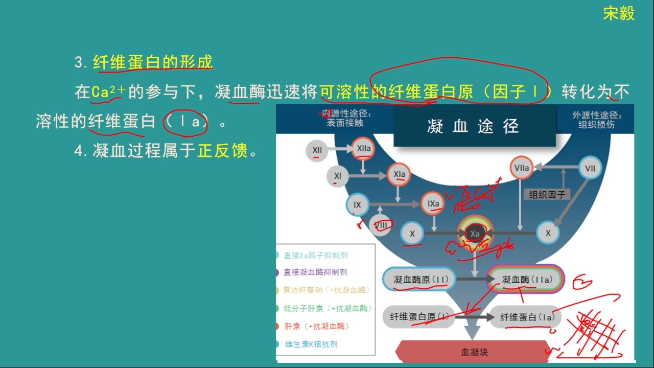 生理学—凝血过程