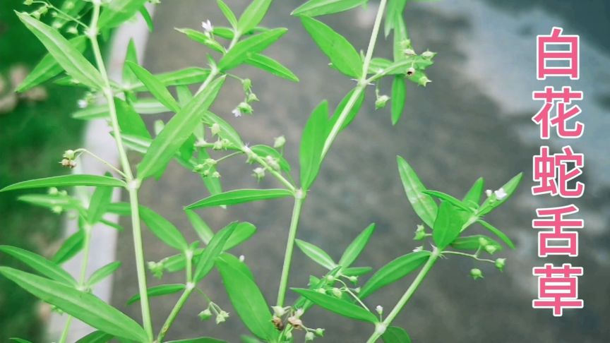 农村常见的野草白花蛇舌草,医生说它有抗癌肿作用,认识它不会错