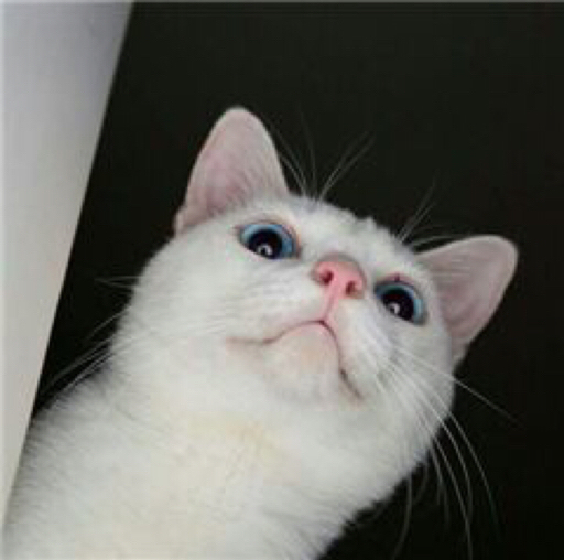 贼能吃的一凝小可爱 