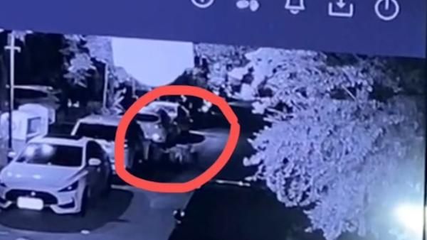 西安一小区闯入7只流浪狗咬死9只流浪猫， 物业已报案