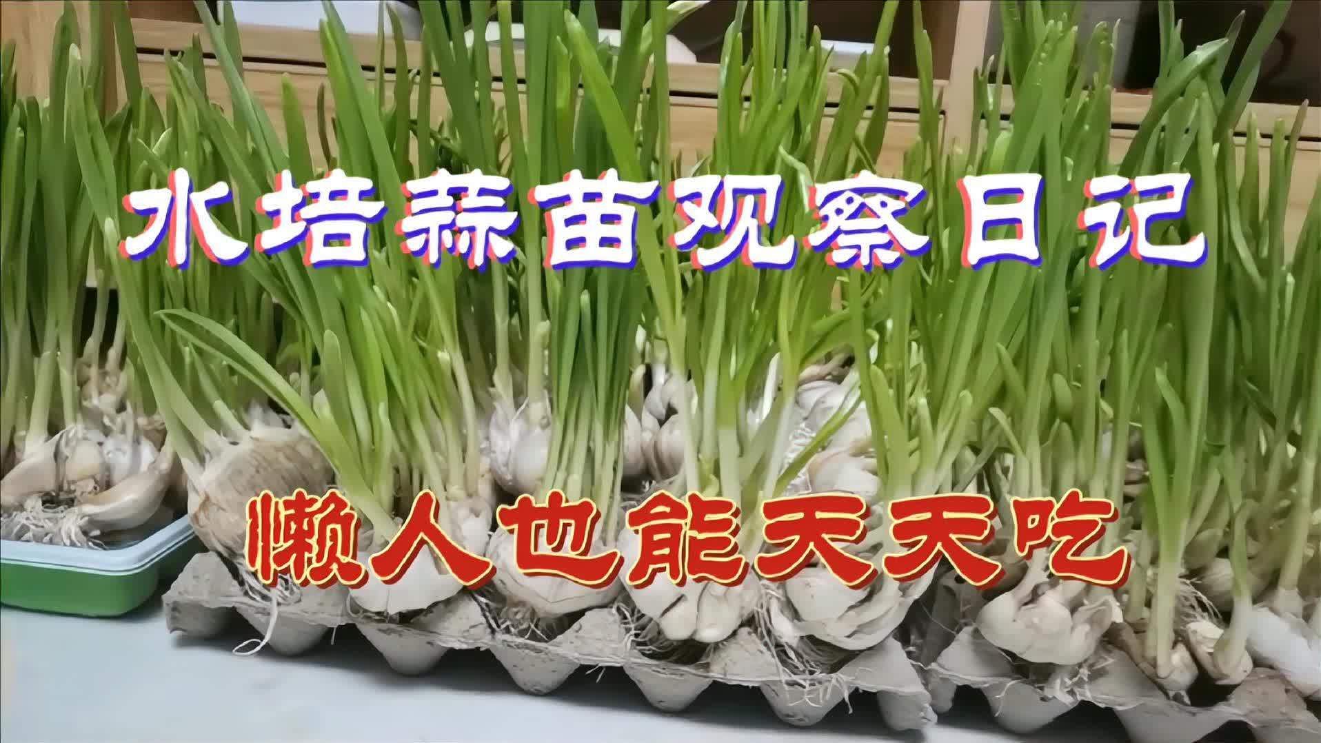 大蒜的观察日志