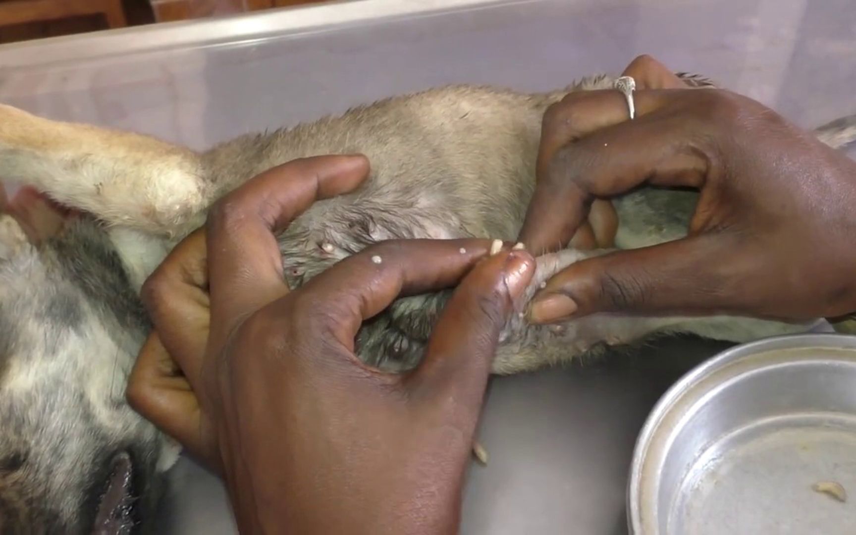 小奶狗长期流浪,耳朵里被蜱虫堵满,腹部钻进去数条蛆虫