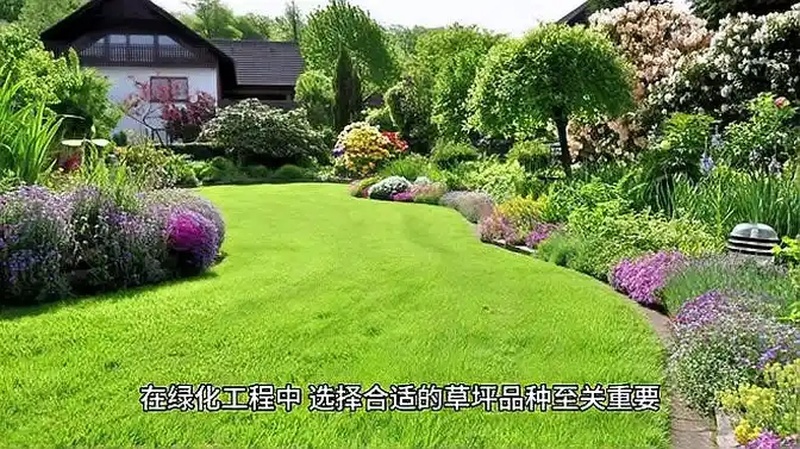 《揭秘绿化草坪品种:冷暖季型大赏,如何选对最关键》