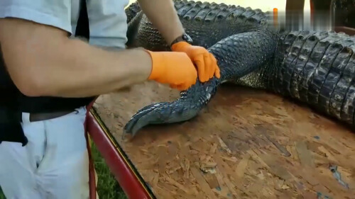 光鲜亮丽的背后是残忍,看完取鳄鱼皮的过程后,你还想买奢侈品吗