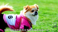 当你的狗狗出现这些症状时,那它很可能就是生病了