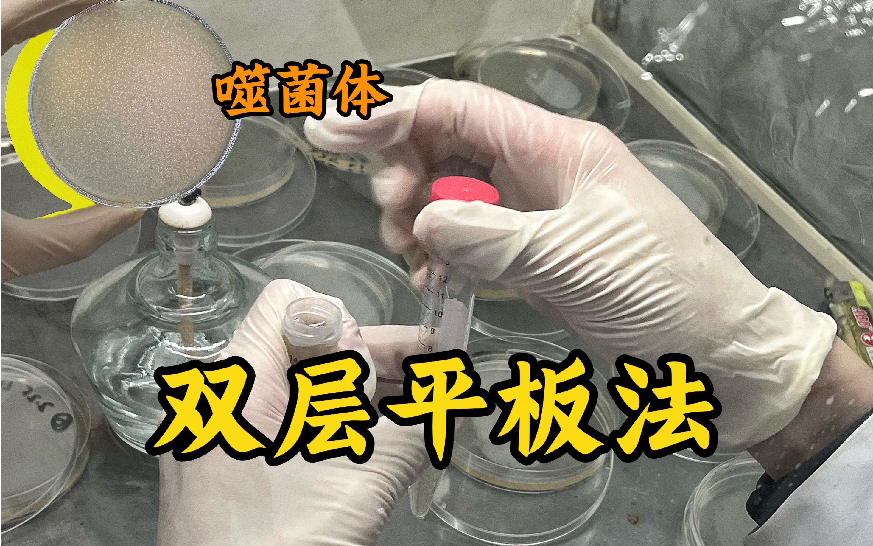 新手教学:双层平板法(计算噬菌体的效价)