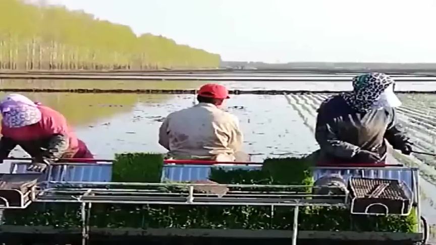 吉林种水稻,也有机器用,再也不要在水里干活了!