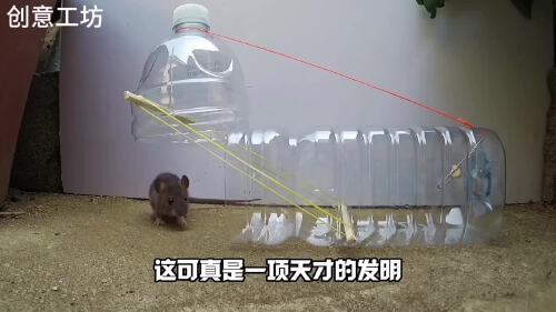 天才发明一毛钱制作捕鼠神器