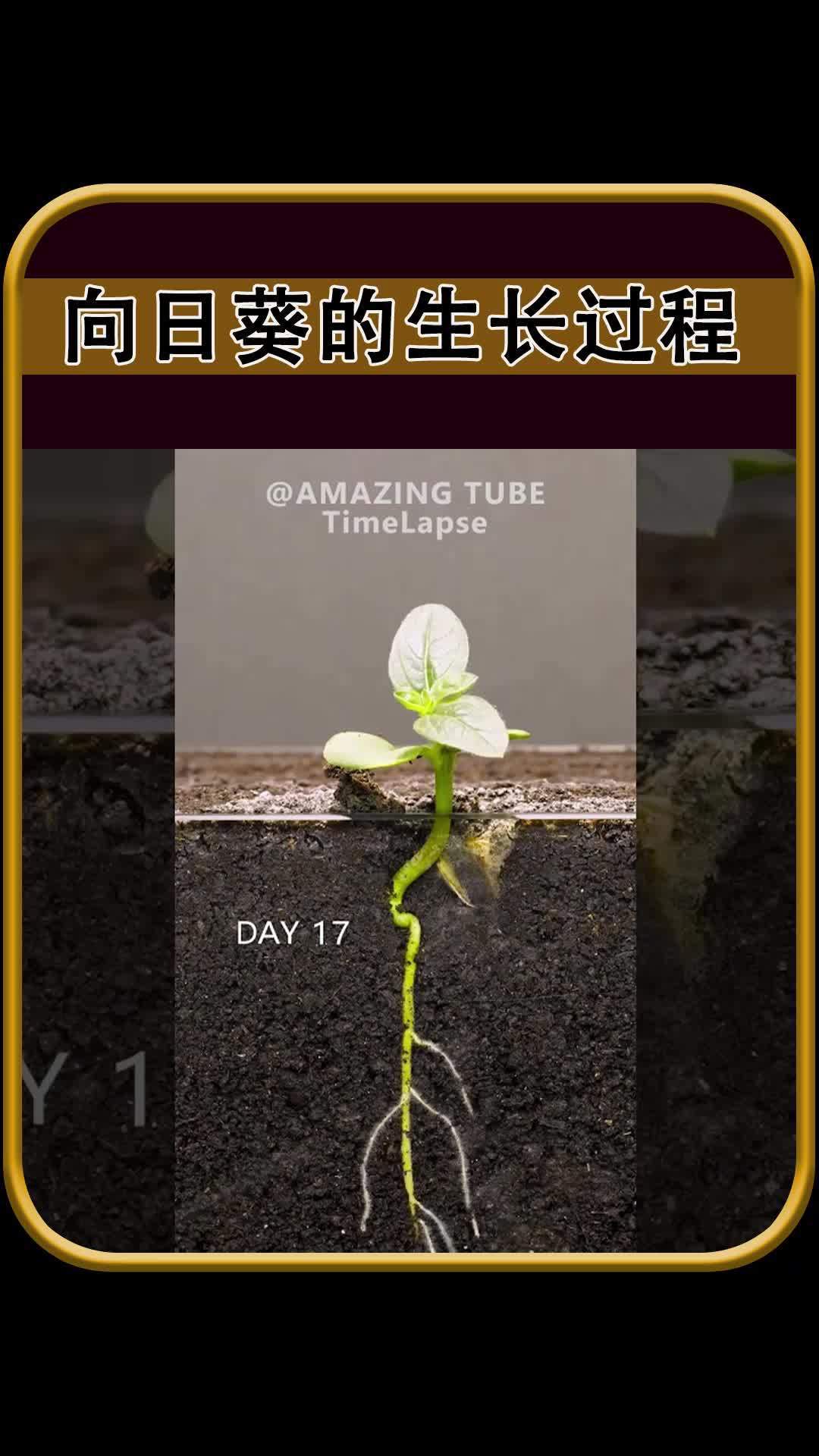 向日葵的生长过程