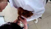 狗狗抽血过程