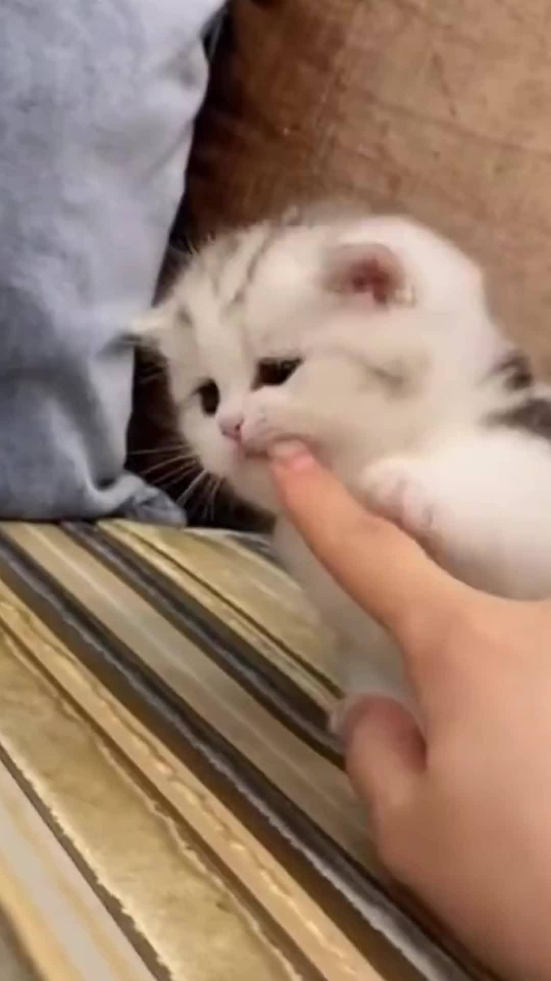 来接收小猫咪的wink叭!