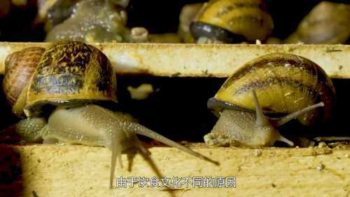 为什么使用柠檬酸和臭氧养殖蜗牛,它们有什么作用?看完涨知识了