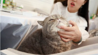 猫主子养不熟?其实猫咪有这几种表现,就是在悄悄说爱你