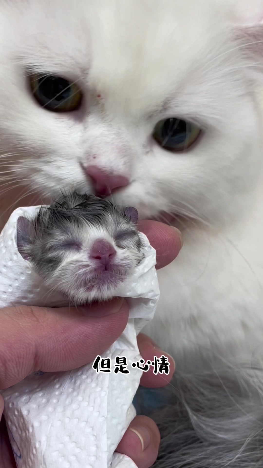 半尾生宝宝啦,但是老大尾巴有问题,所以心情很沉重,希望老大可以健康...