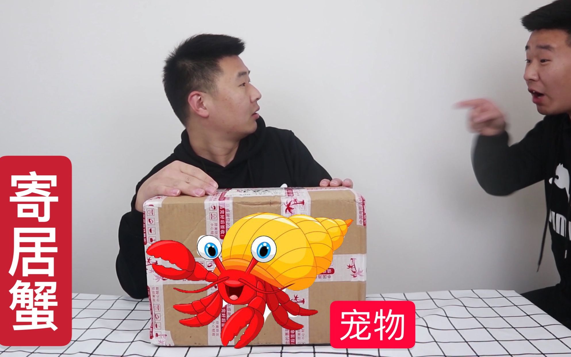 宠物开箱:花118块钱买了3只寄居蟹,这也太坑人了吧