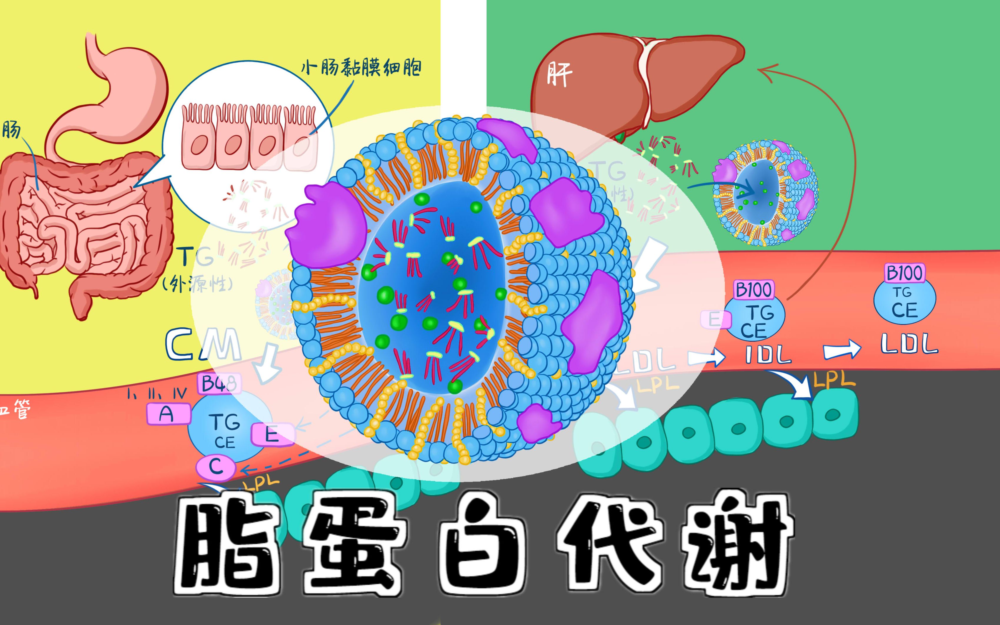 漫画生物化学 |【脂蛋白代谢】CM、VLDL、IDL、LDL、HDL 结构和...