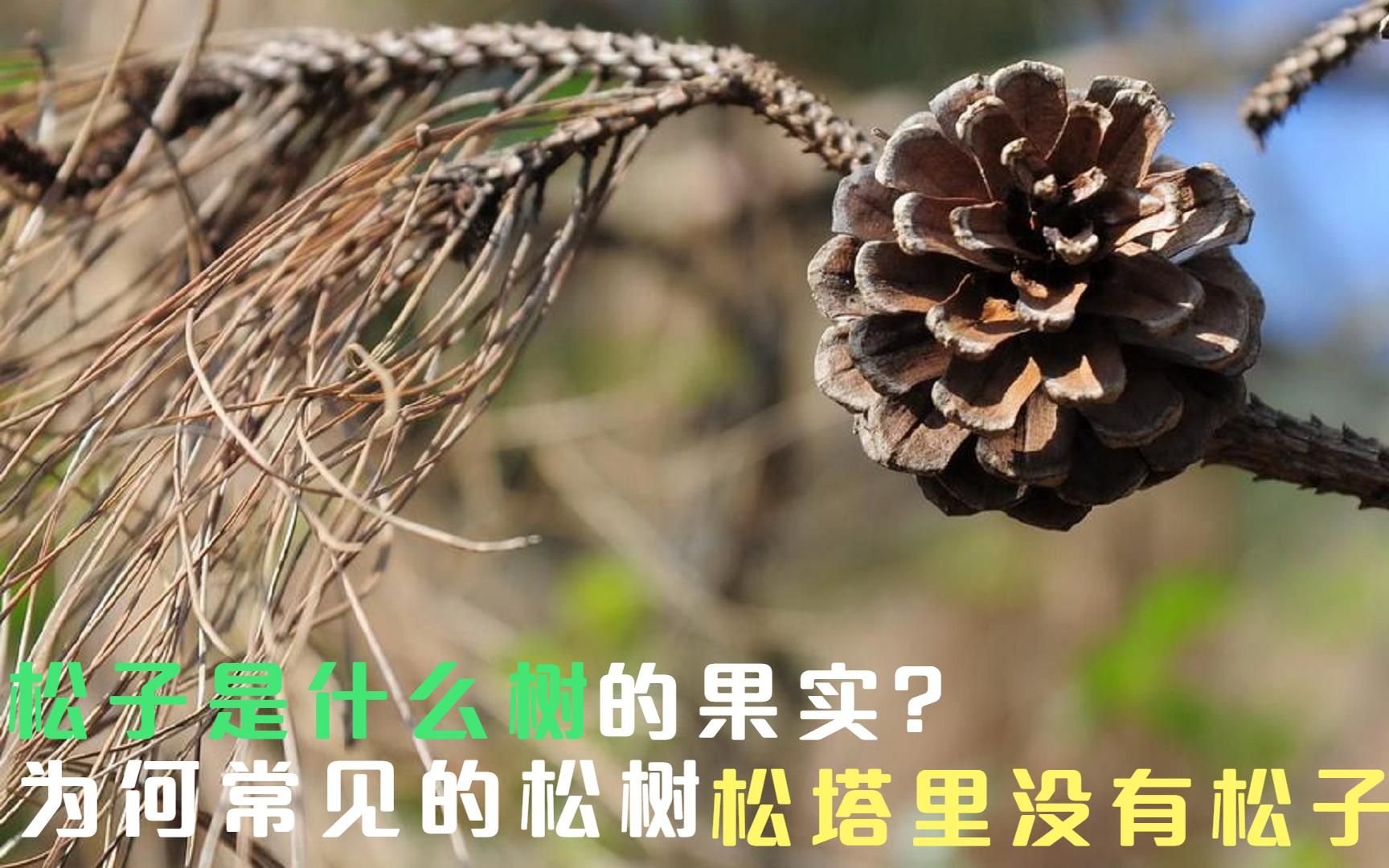 松子是什么树的果实?为何农村常见的松树,松塔里没有松子?