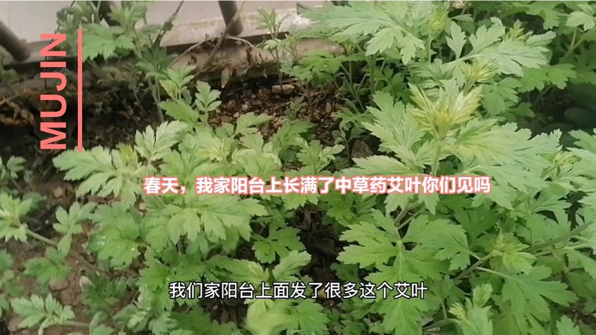 中草药艾叶的作用有多少你们知道吗?