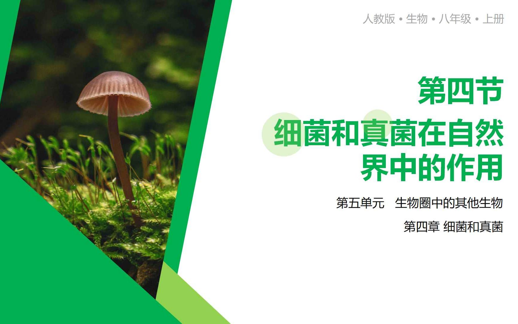 P15生物八年级上册人教版5.4.4细菌和真菌在自然界中的作用