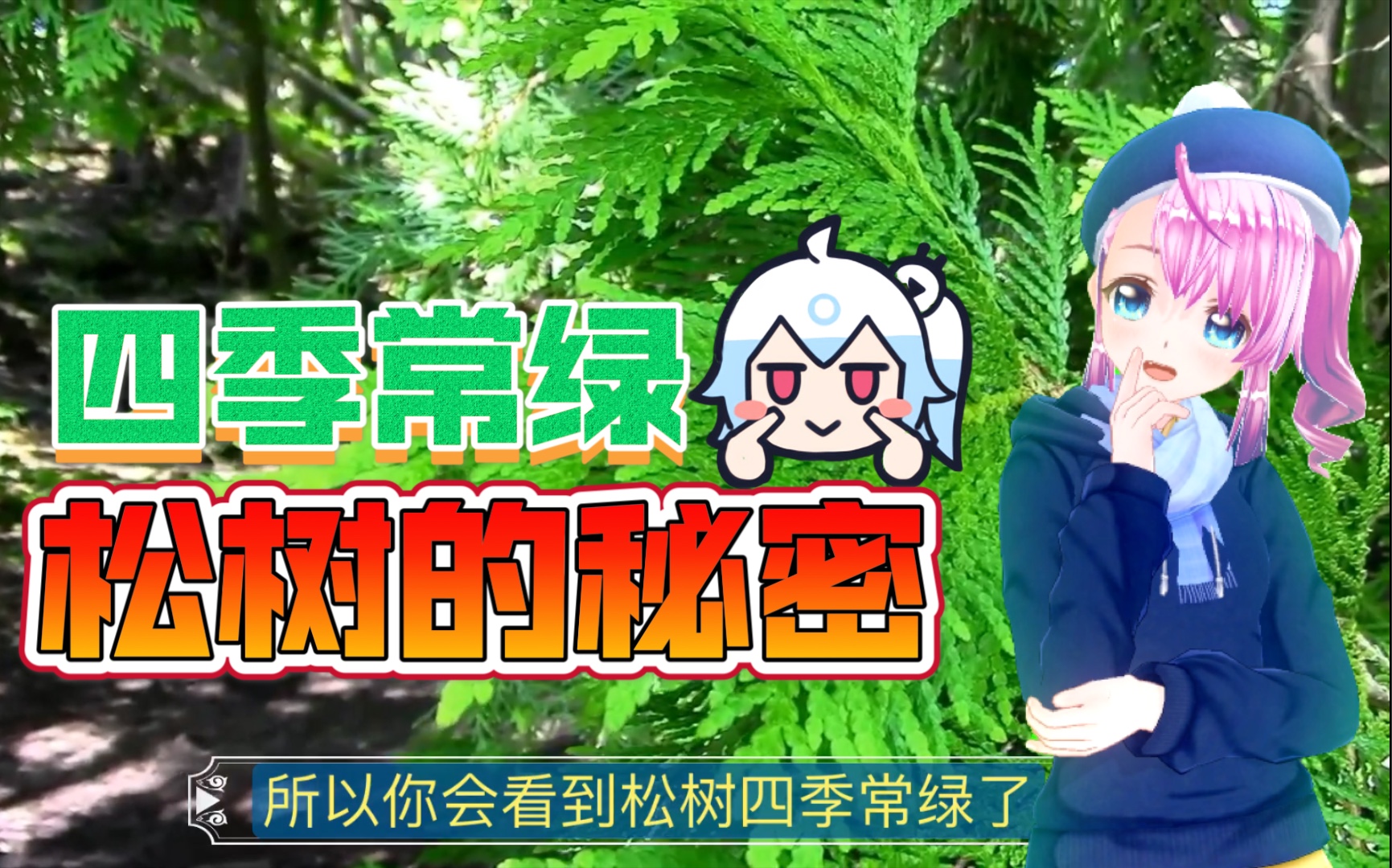 松树四季常青的秘密