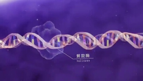 高中生物动画:遗传物质DNA的复制过程