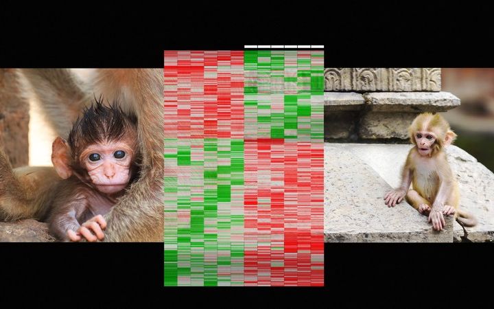 【TED 中英字幕】早期生活经历如何写入DNA