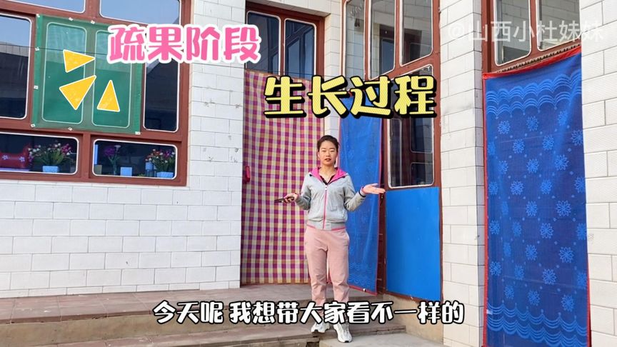 90后山西姑娘去寻找组织,一同见证苹果的生长过程,疏果的阶段