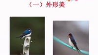 1 燕子2微课课件