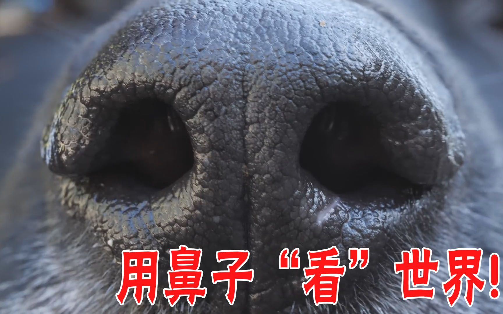 它用鼻子“看”世界!“狗鼻子”为什么那么灵?