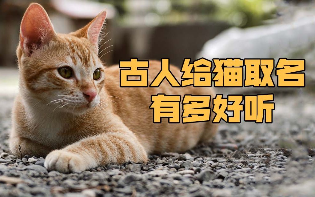 古人给猫取名有多高雅?大橘被古人称为金丝虎,奶牛猫被古人称为乌云...