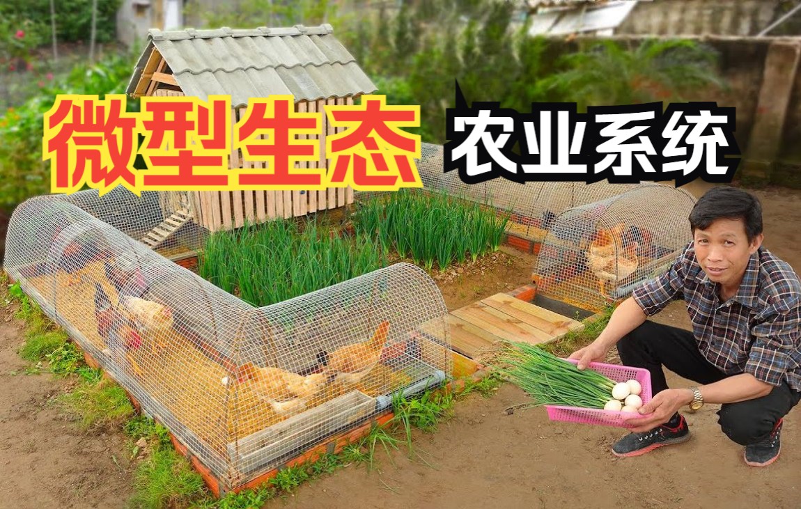 大叔自家院里建了一个微型农业生态系统