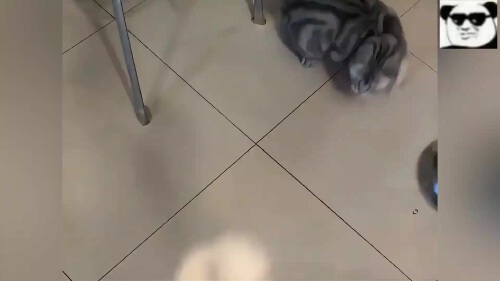 50. 盘点那些身手不凡的猫咪们 (1