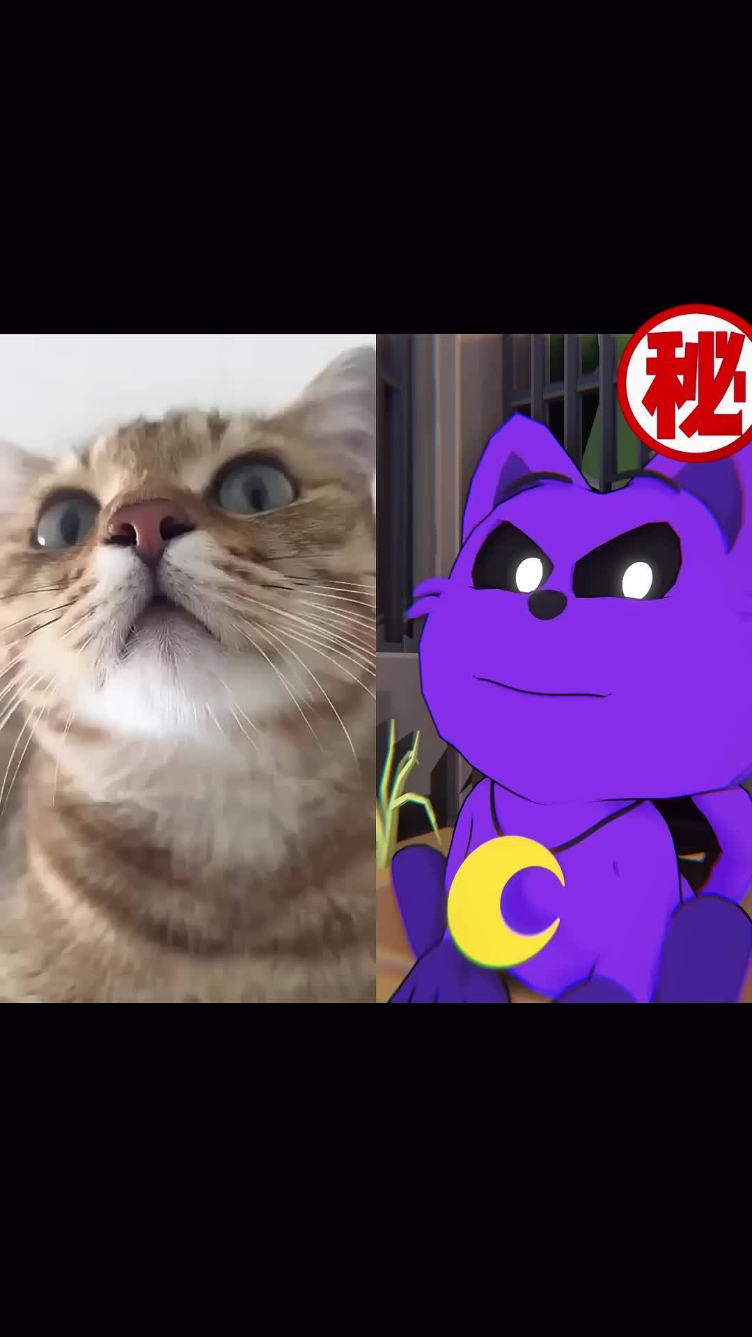 猫咪真的爱撒娇!