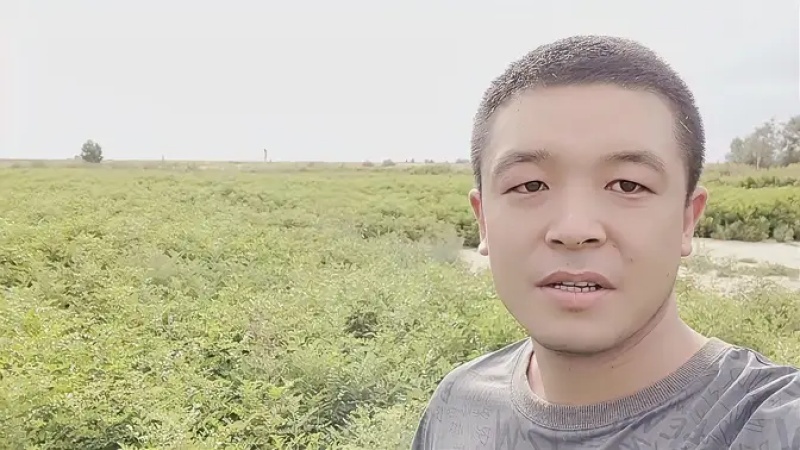 价格暴涨十倍的中药材甘草,种了二十亩能卖多少钱?