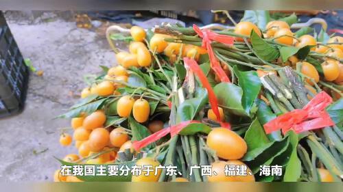 黄皮果的营养价值及利用