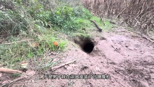 男子在地头装了台摄像机,结果抓拍到偷吃庄稼的猪獾,那该咋办?