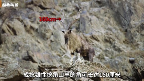捻角山羊:世界上体型最大的山羊!文娱百科