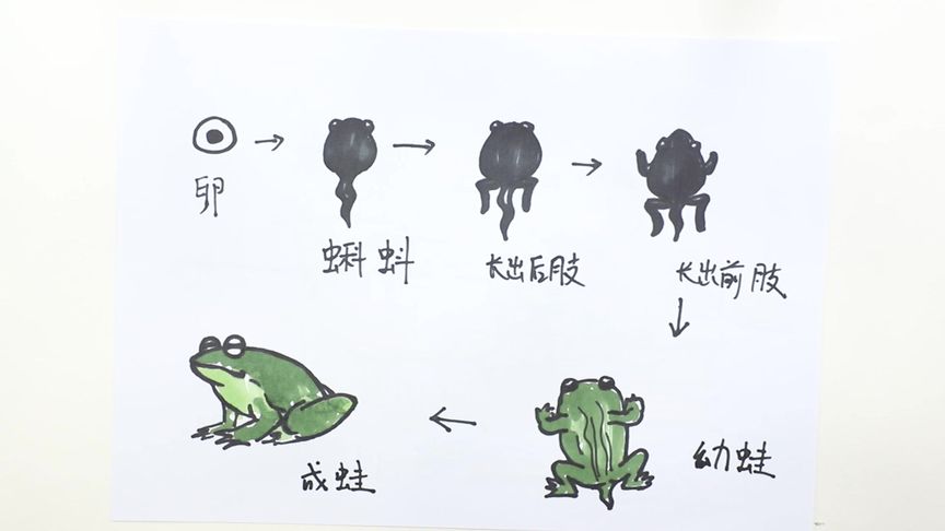画一画青蛙的生长过程