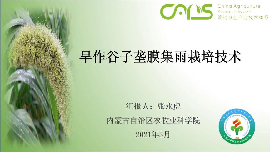 旱作谷子垄膜集雨栽培技术-张永虎